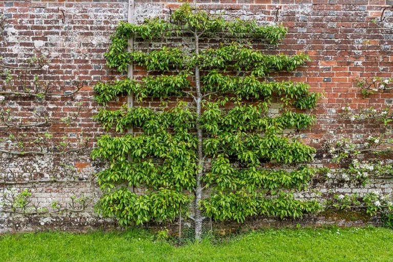 The Art of Tree Shaping: Transforming Your Garden with Professional ...